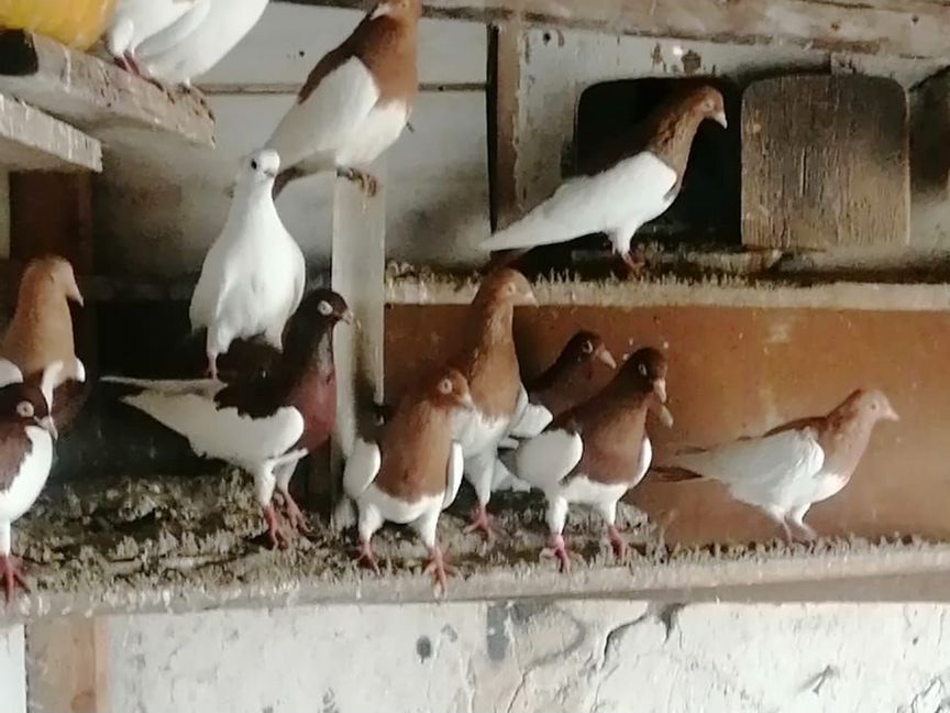 Продажа голубей (Казанские панцерные)