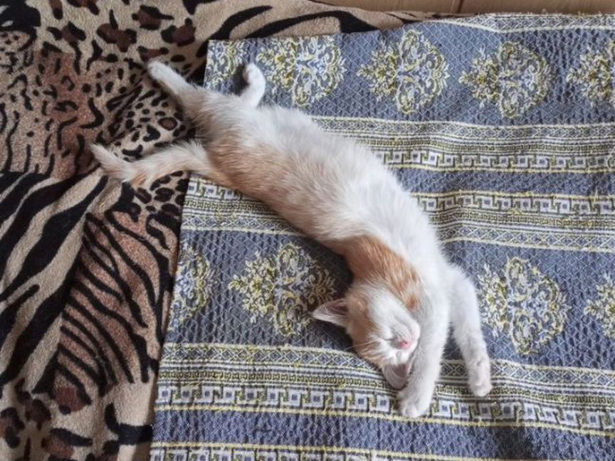 Кошка славная и шкодная отдам в добрые руки