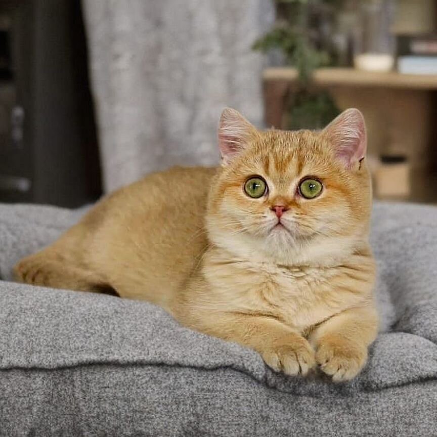 Британские котята