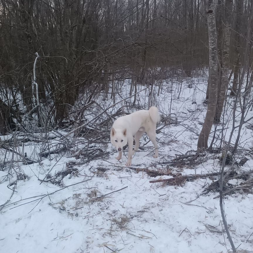 Продается лайка зсл(кобель)