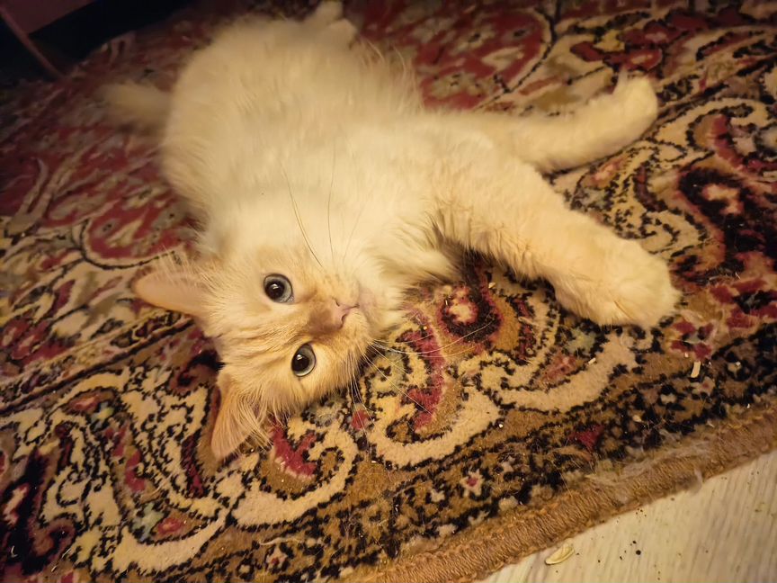 Кот 7 лет невский маскарадный