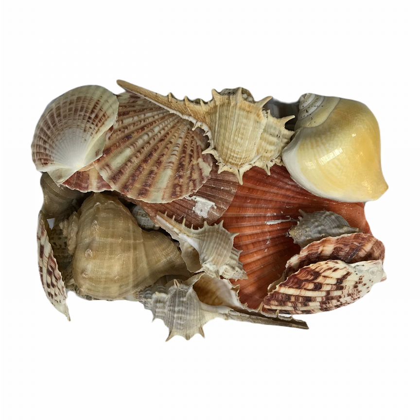 Ракушки Ассорти 300-350г