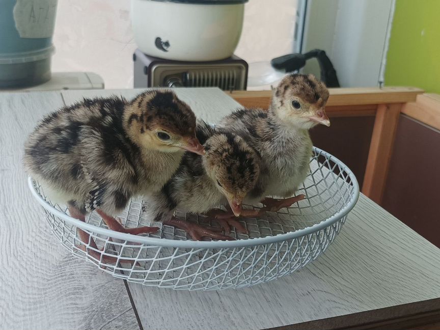 Индюшата суточные домашние