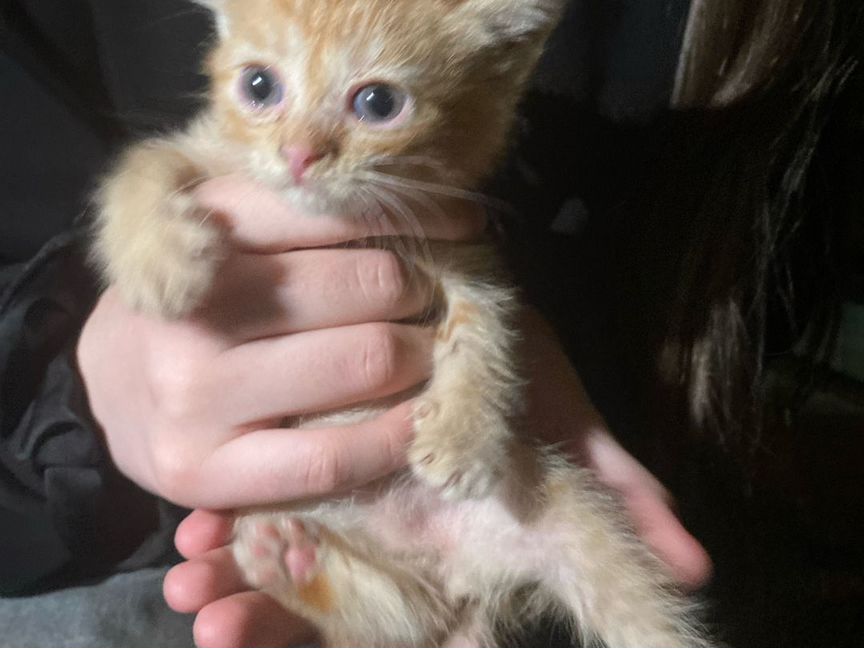 Отдам котенка в добрые руки