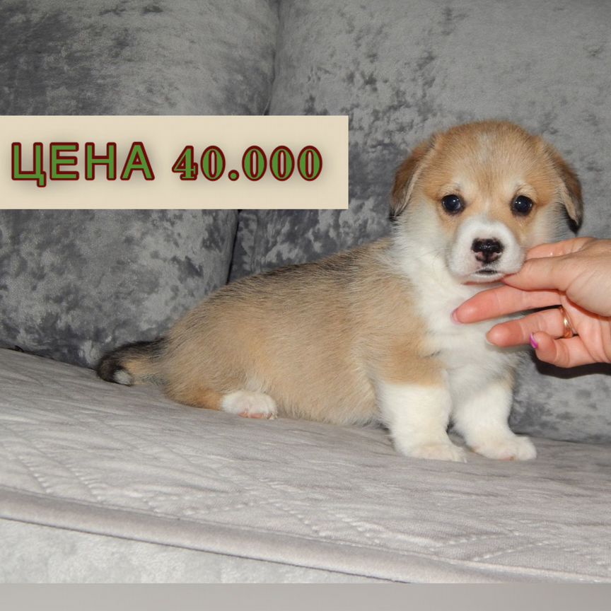 Вельш Корги Пемброк, щенок