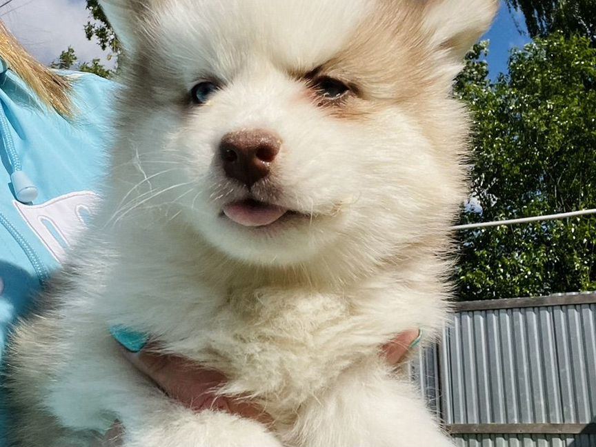 Щенки Помски