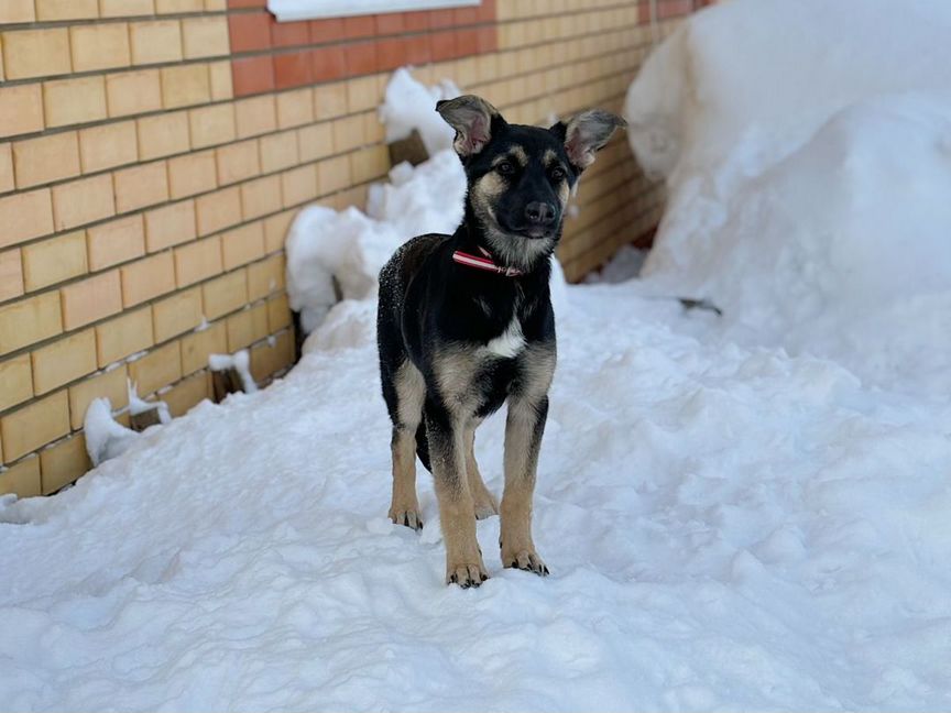 Овчаристая девочка