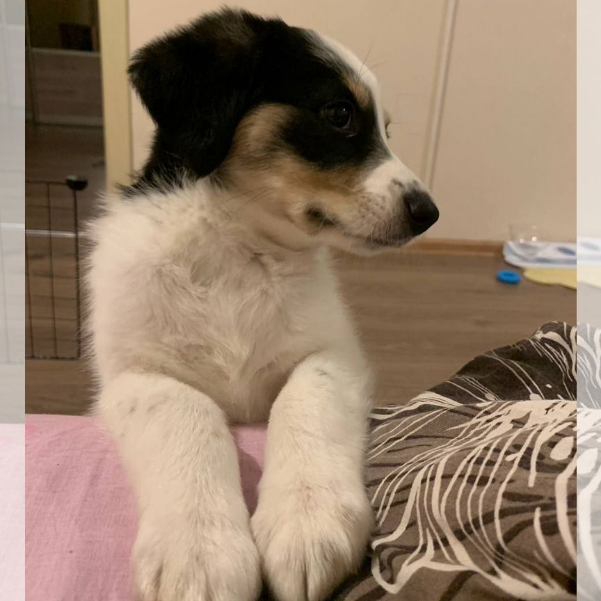 Щенок в добрые руки