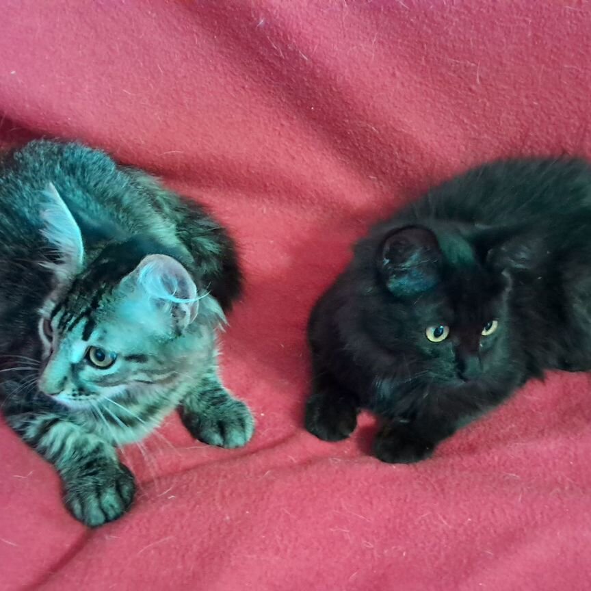 Кошечки- красоточки