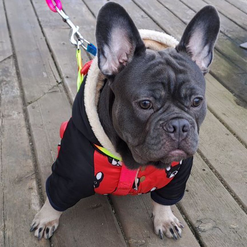 Щенок французский бульдог