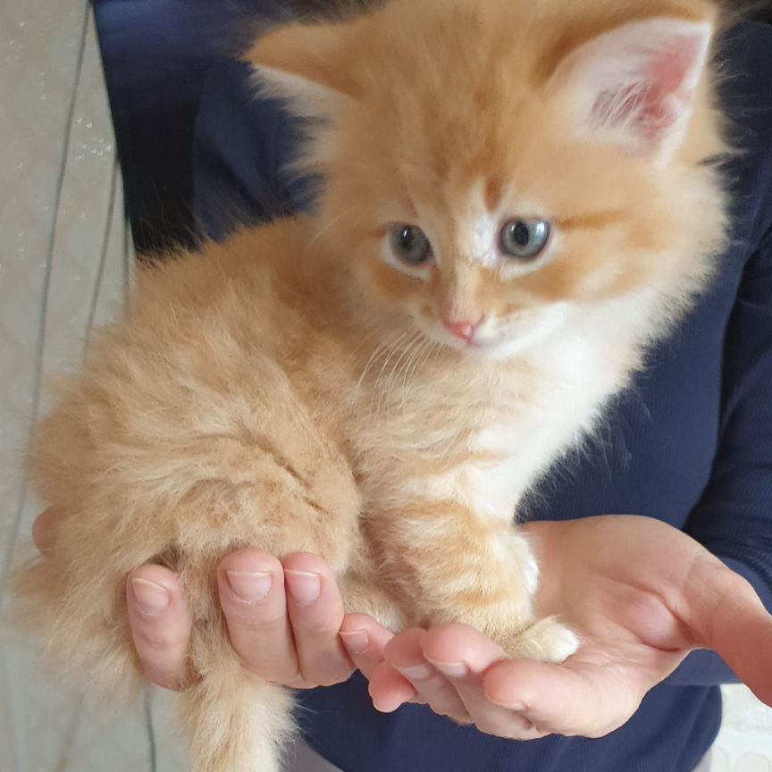 Сибирячки- добрячки