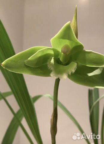 Орхидея Lycaste Locusta купить в Москве | Товары для дома и дачи | Авито
