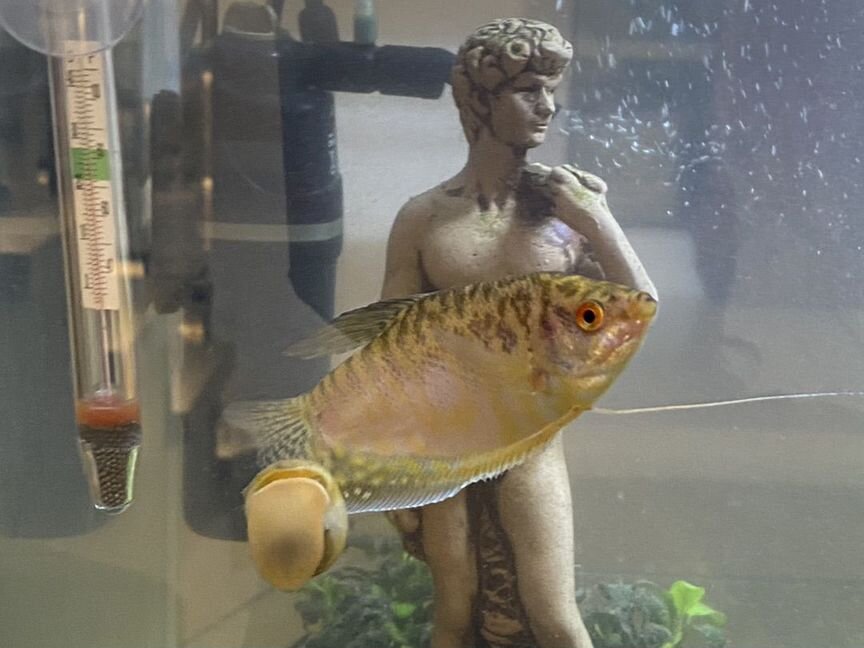 Рыбки Гурами мраморные