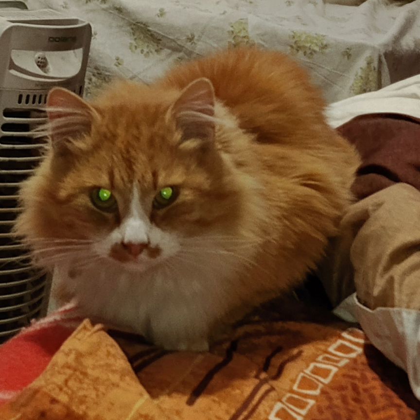 Взрослый кот в добрые руки