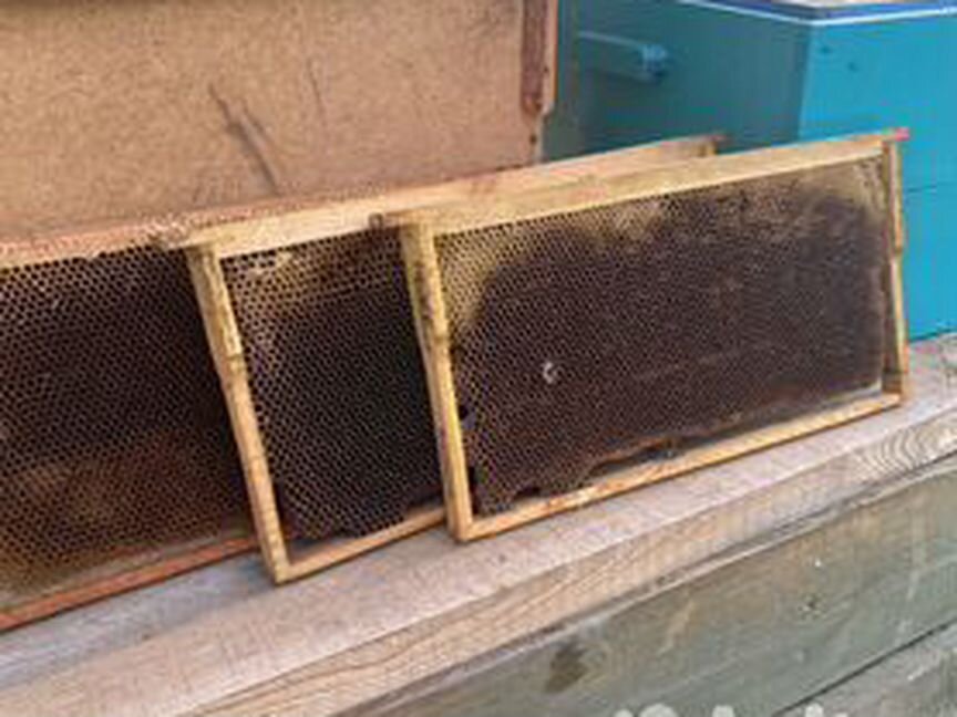 Сушь для пчел