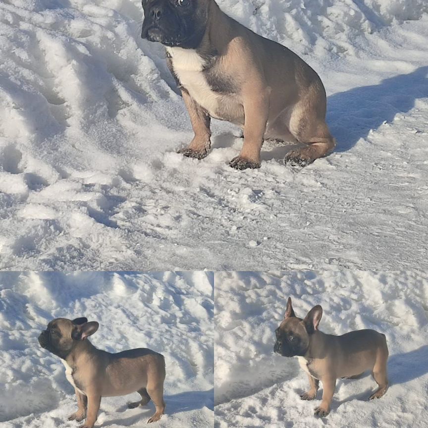 Бульдога