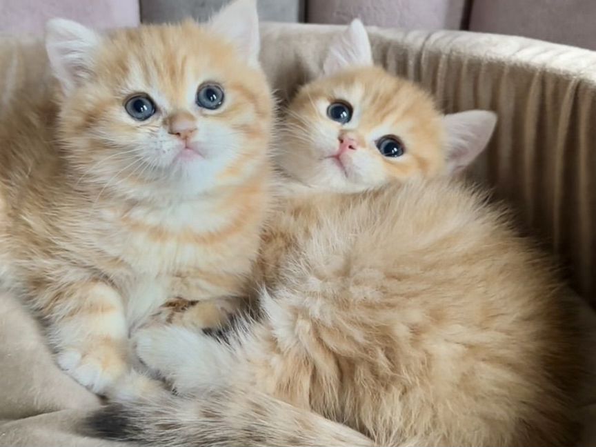 Британская золотая шиншилла ny12 (22), ny12 (24)