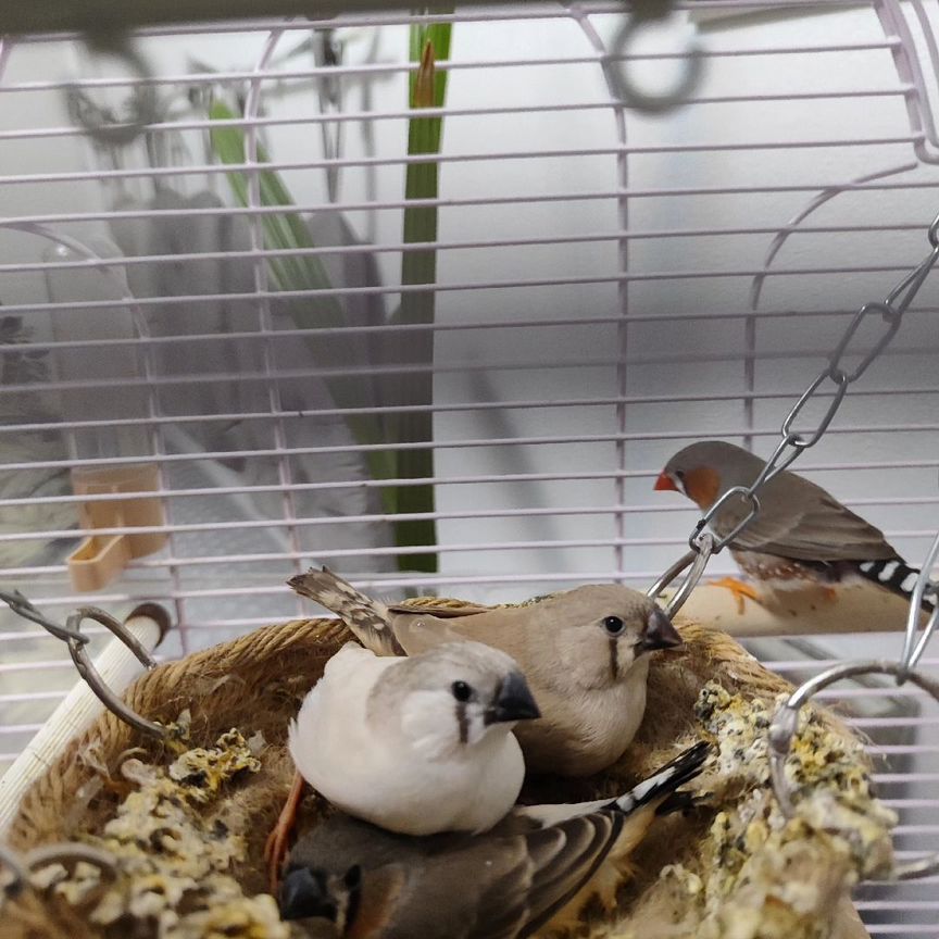 Зебровые амадины