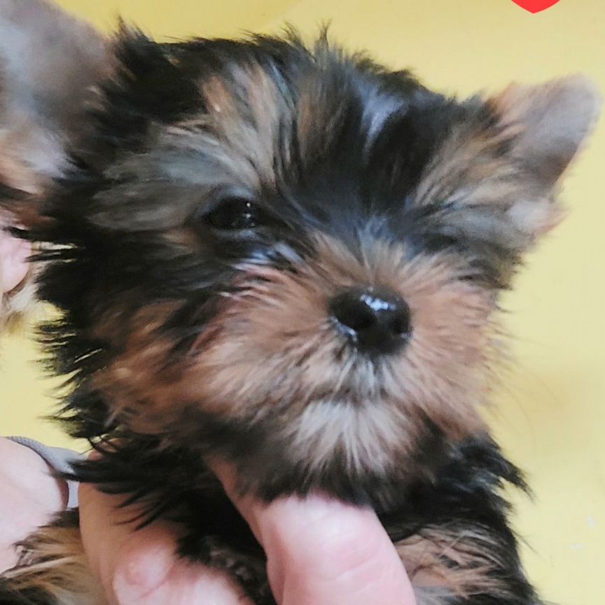 Йоркширский терьер щенки