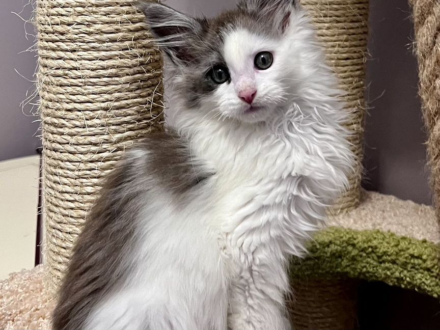 Котёнок мейн-кун Несквик из питомника