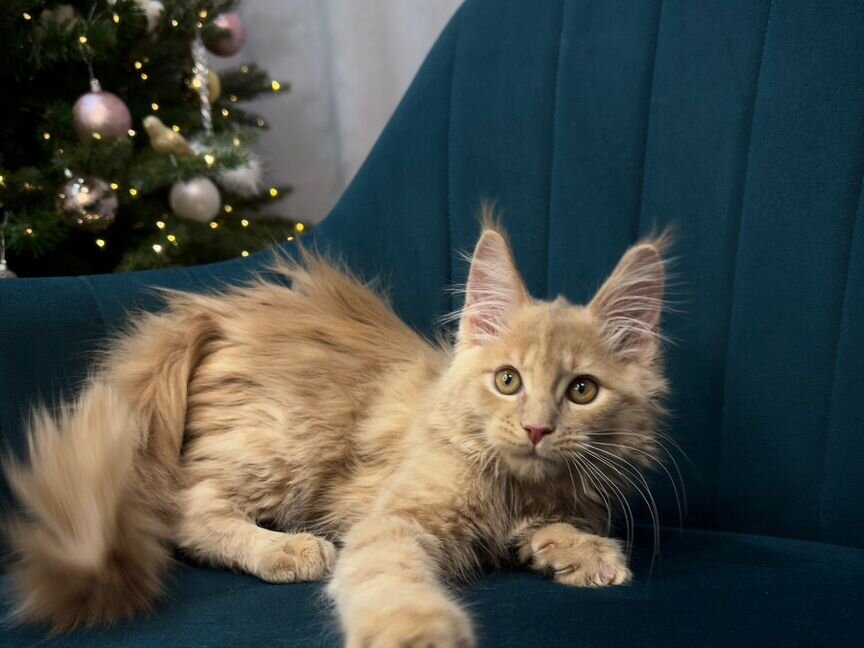 Мейн-кун кремовый котик из питомника