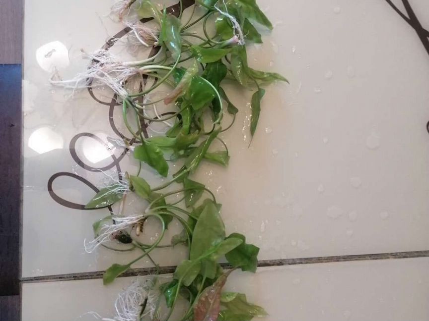 Криптокорина