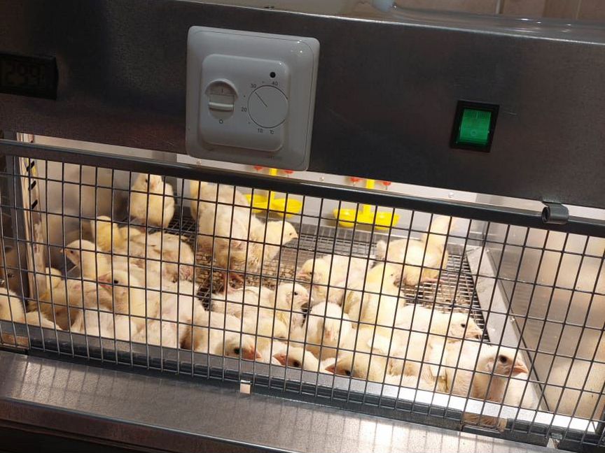 Цыплята бройлеры суточные цена