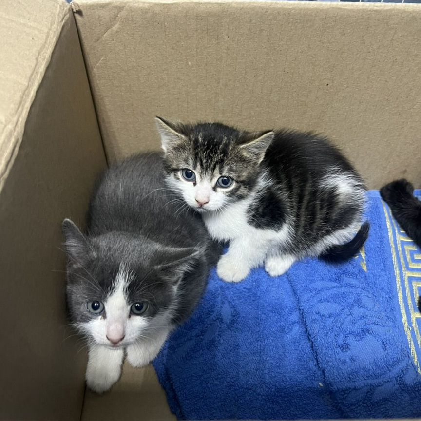 Котята в добрые руки 1 месяц
