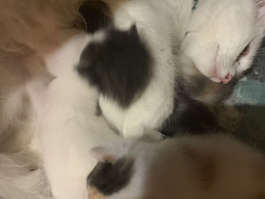 Котята от као-мани