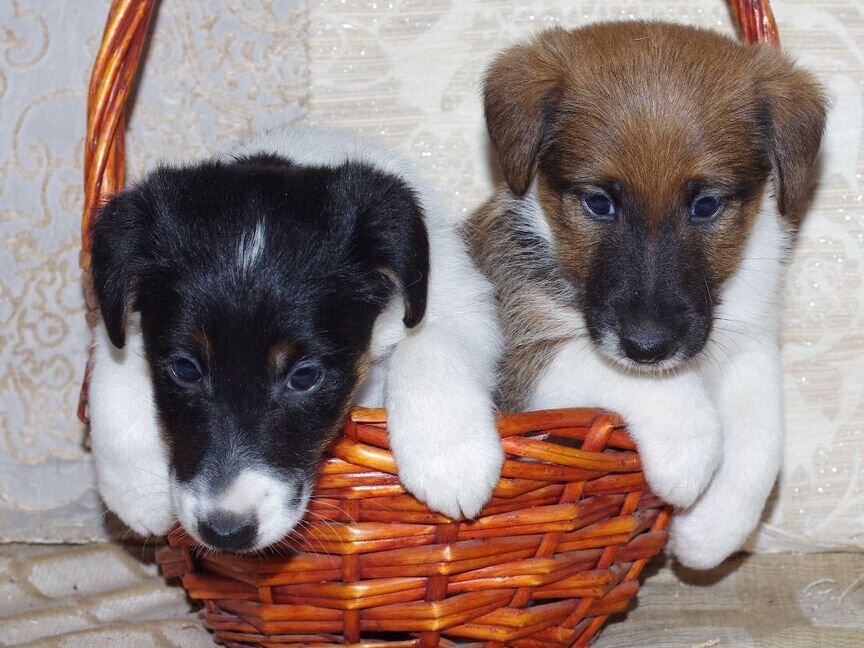 Фокстерьер