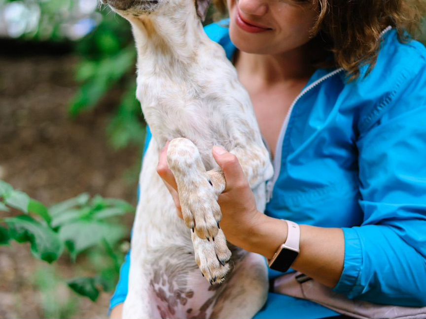 Приходи за другом в приют