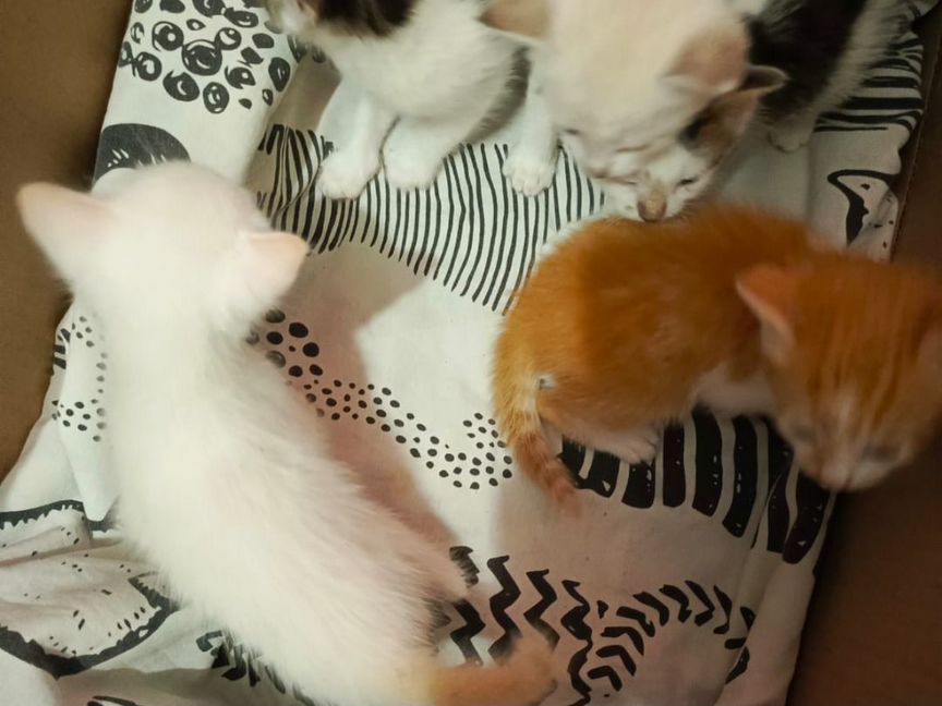 Персидские котята