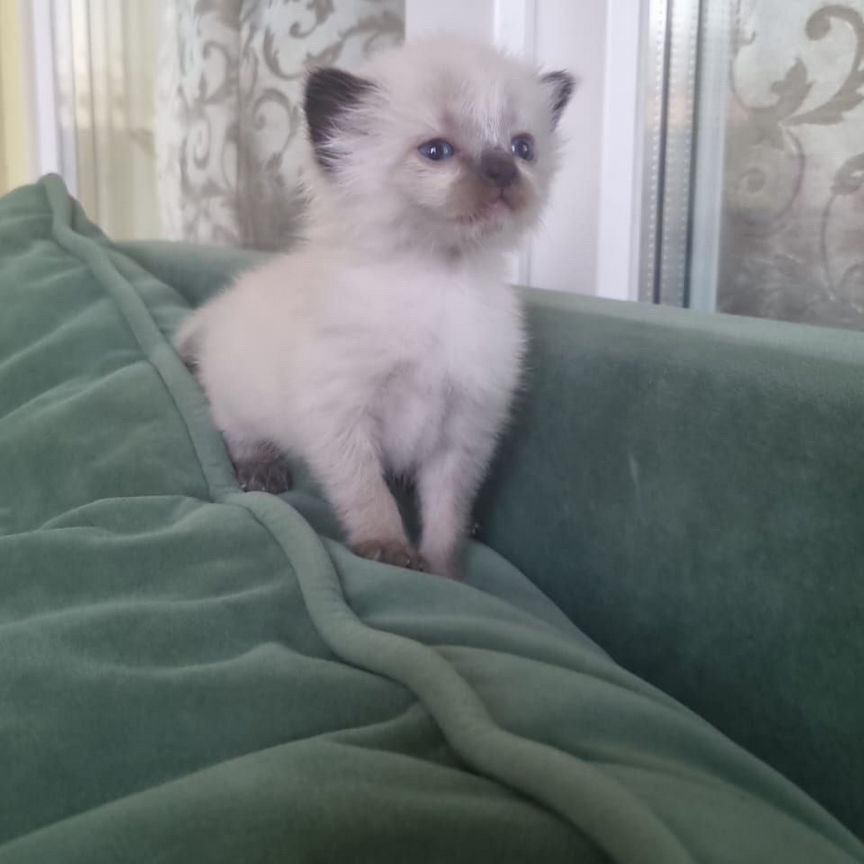 Котята