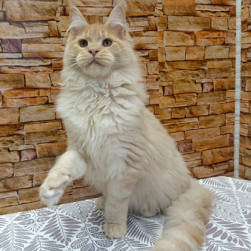 Котенок Мейн кун кремовый дым