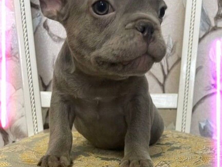 Французики в голубых шубках