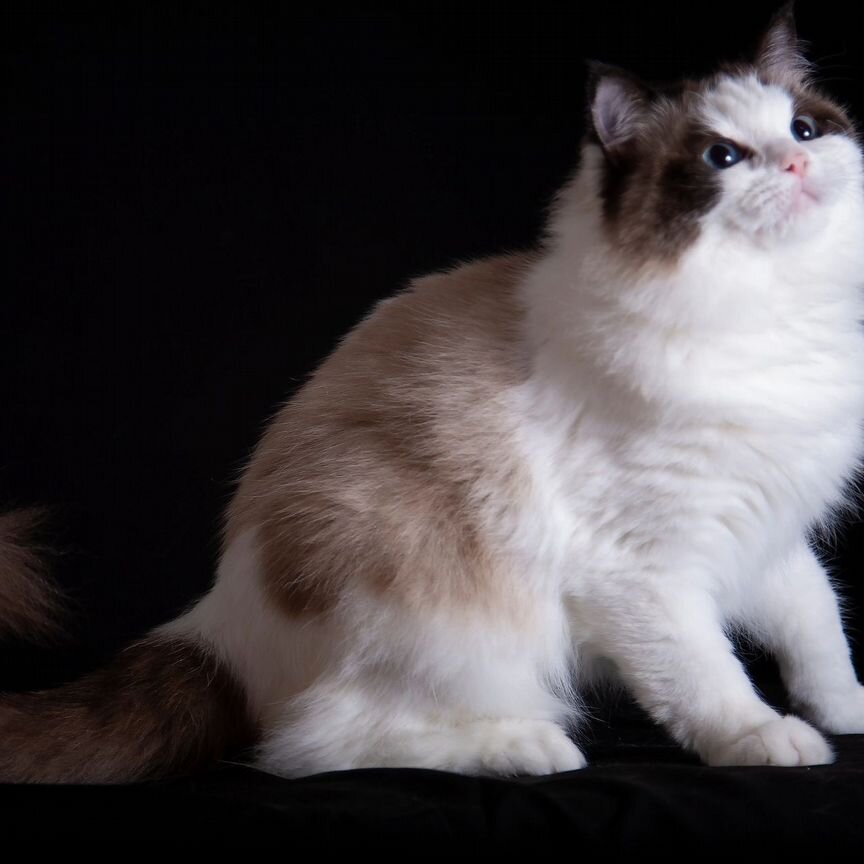 Кошка рэгдолл