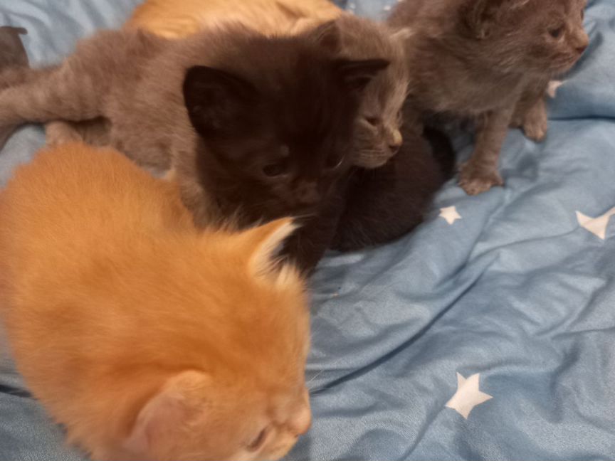 Котята в дар