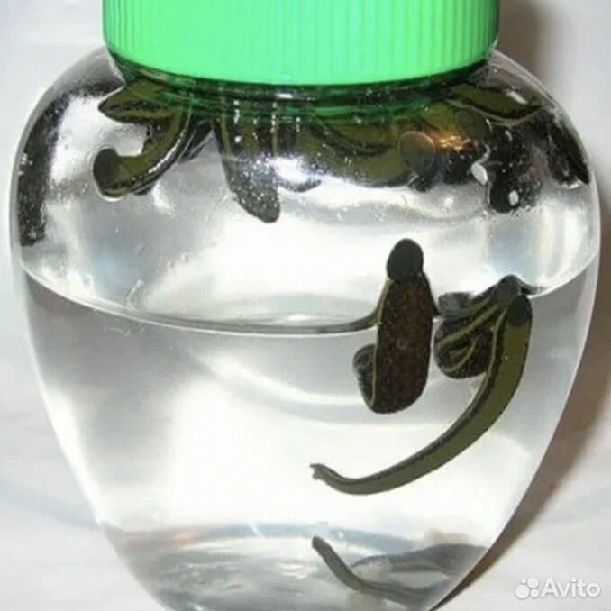 Пиявки медицинские