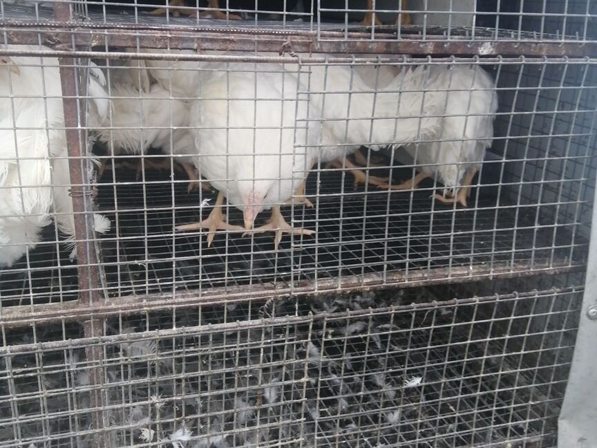 Куры молодки несушки доминант