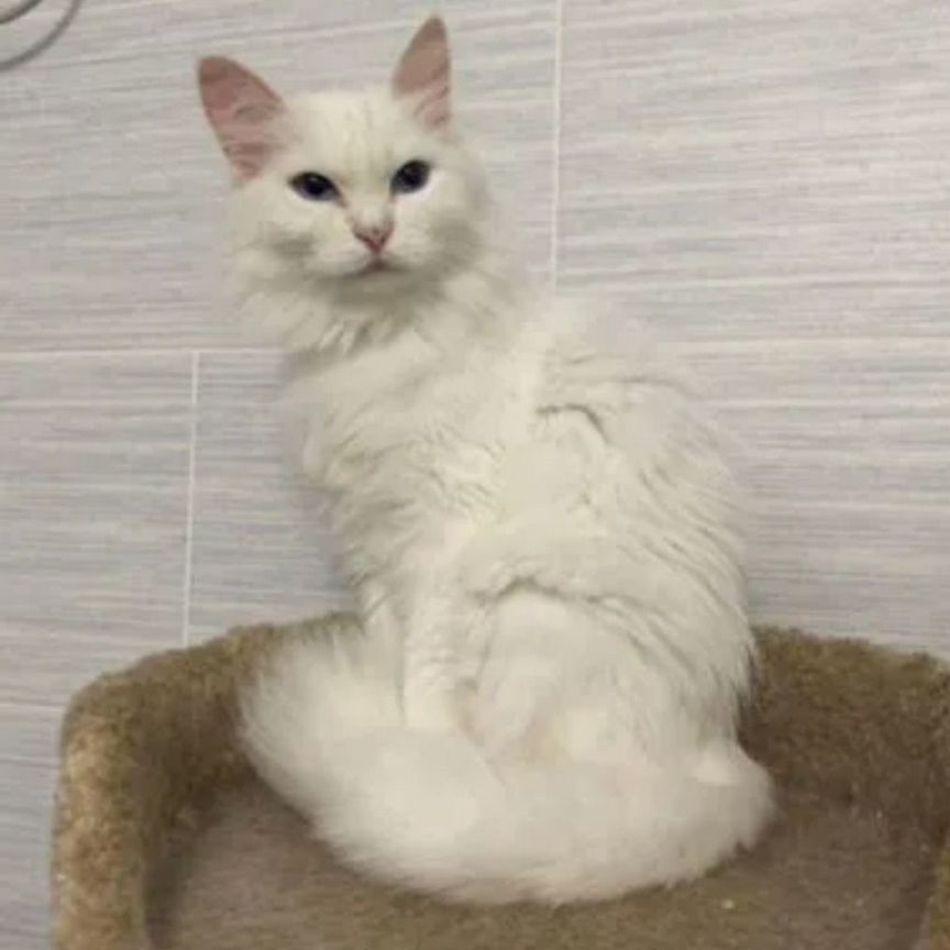 Кошка пушистая красавица