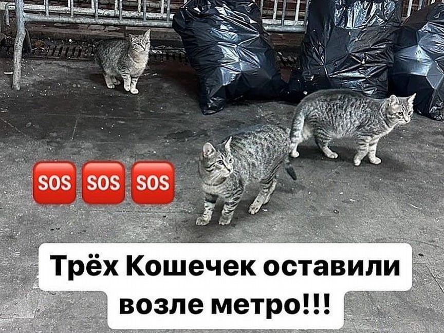 Котята в добрые руки SOS
