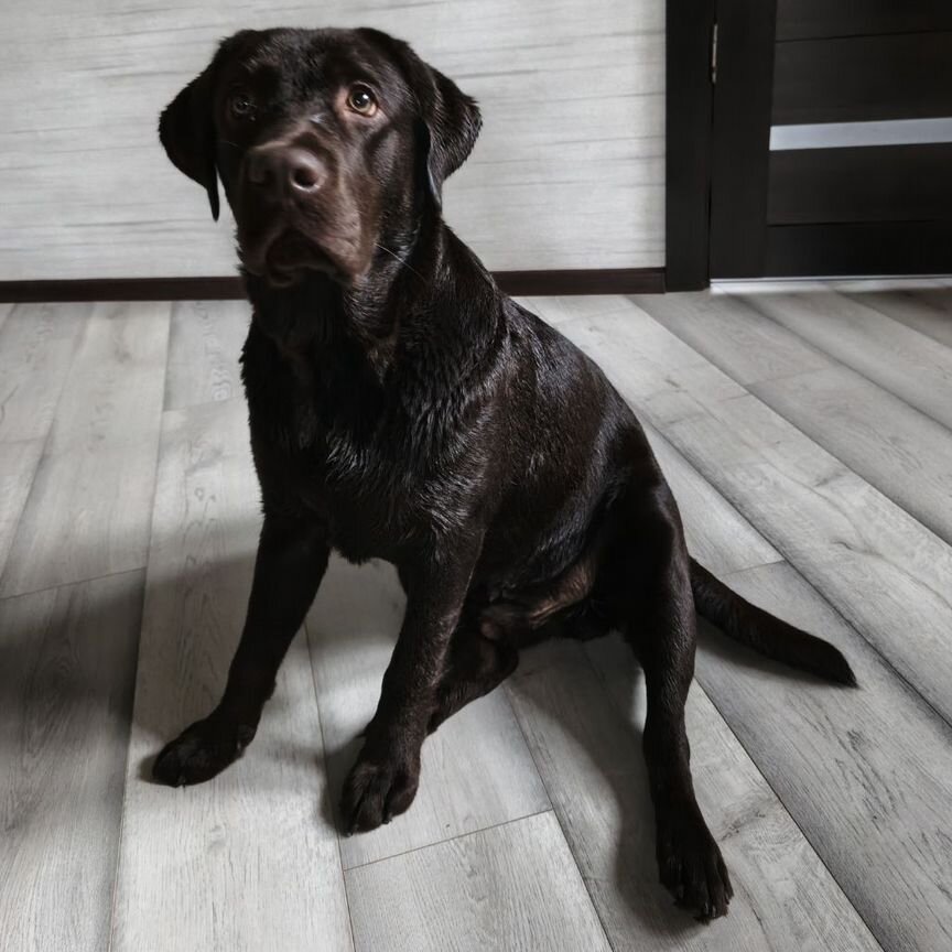 Лабрадор-ретривер, щенок