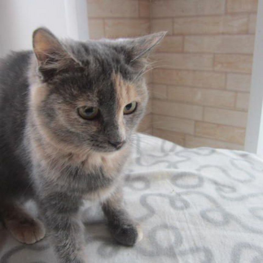 Котята в добрые руки бесплатно девочки