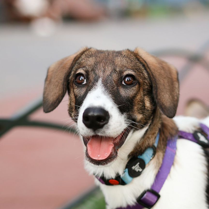 Щенок в добрые руки бесплатно