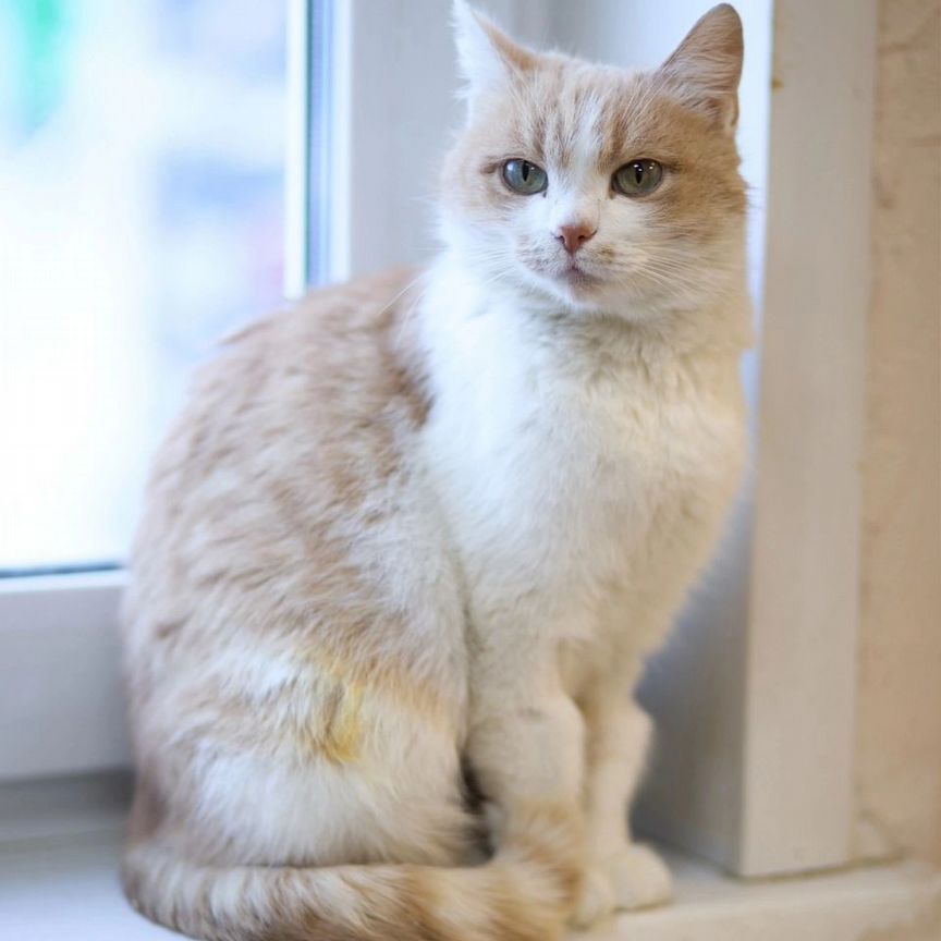 Кошка Миранда ищет дом