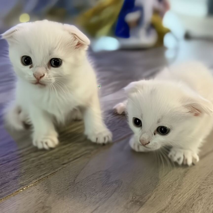 Котёнок от частного владельца