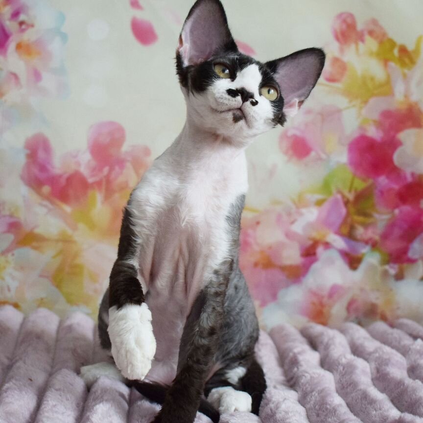 Красотка Кортни
