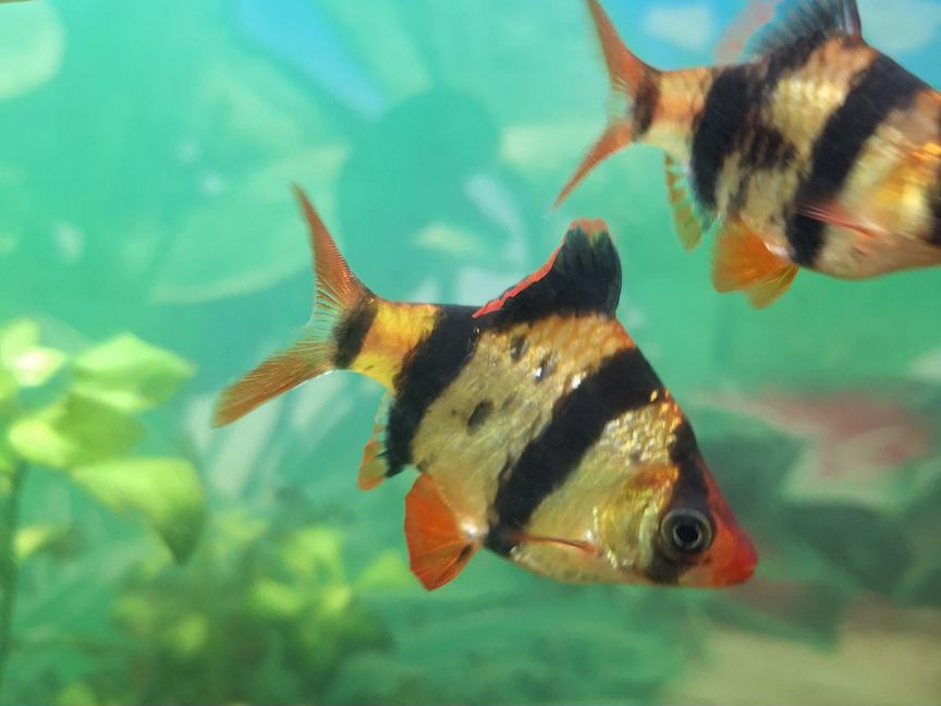 Аквариумные рыбки