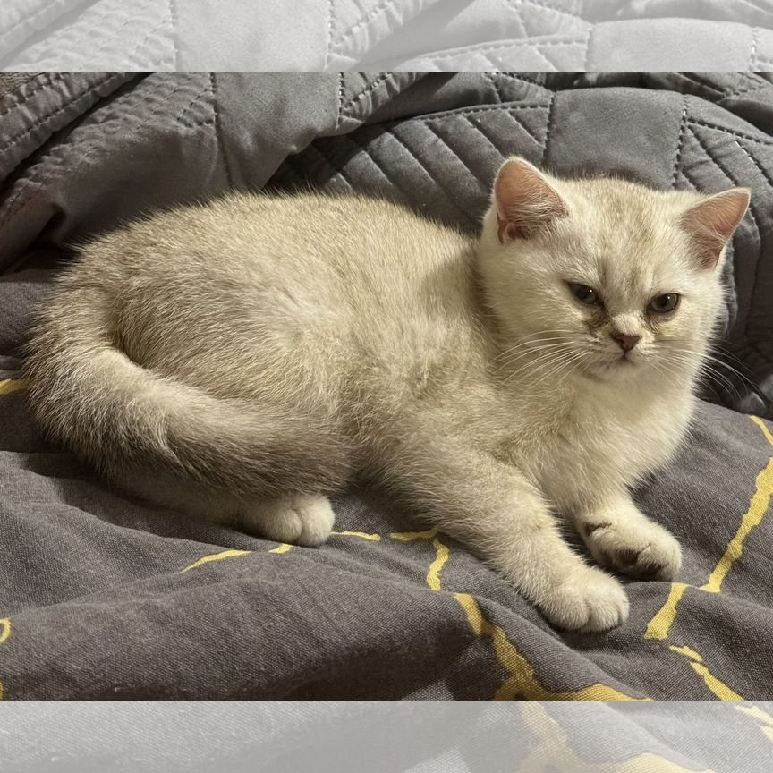Британский короткошёрстный котёнок