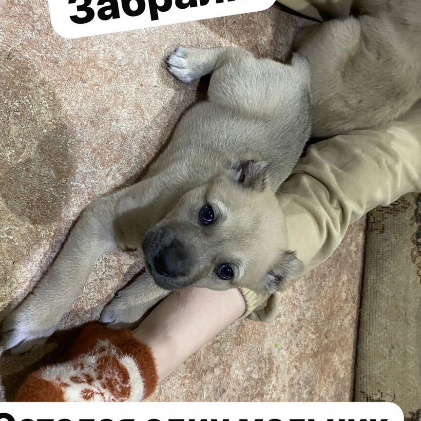 Продам алабая, среднеазиатская овчарка